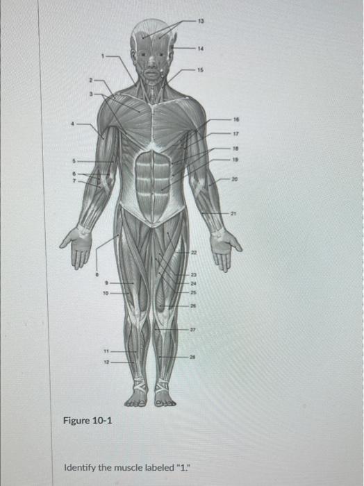 Solved Identify the muscle labeled "1." Identify the muscle | Chegg.com