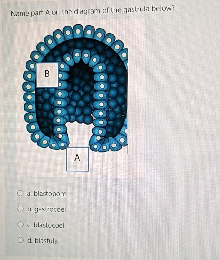 Solved Name part A on the diagram of the gastrula below? B A | Chegg.com