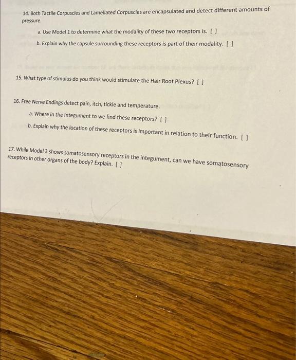 Solved 14 Both Tactile Corpuscles And Lamellated Corpuscles