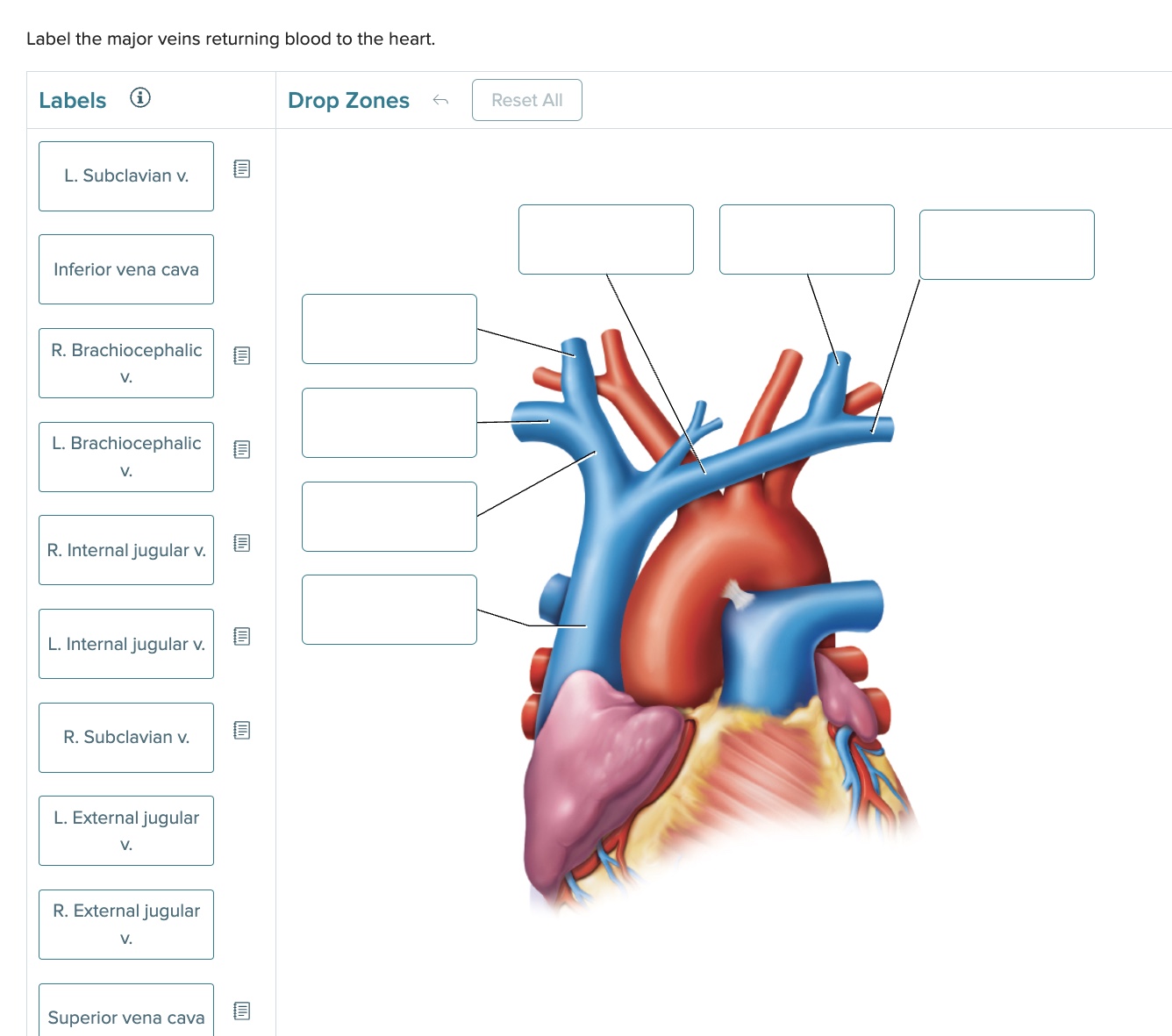 Solved Label the major veins returning blood to the heart. | Chegg.com