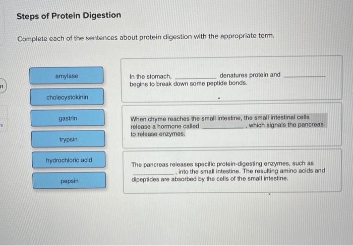 Solved Steps of Protein Digestion Complete each of the | Chegg.com