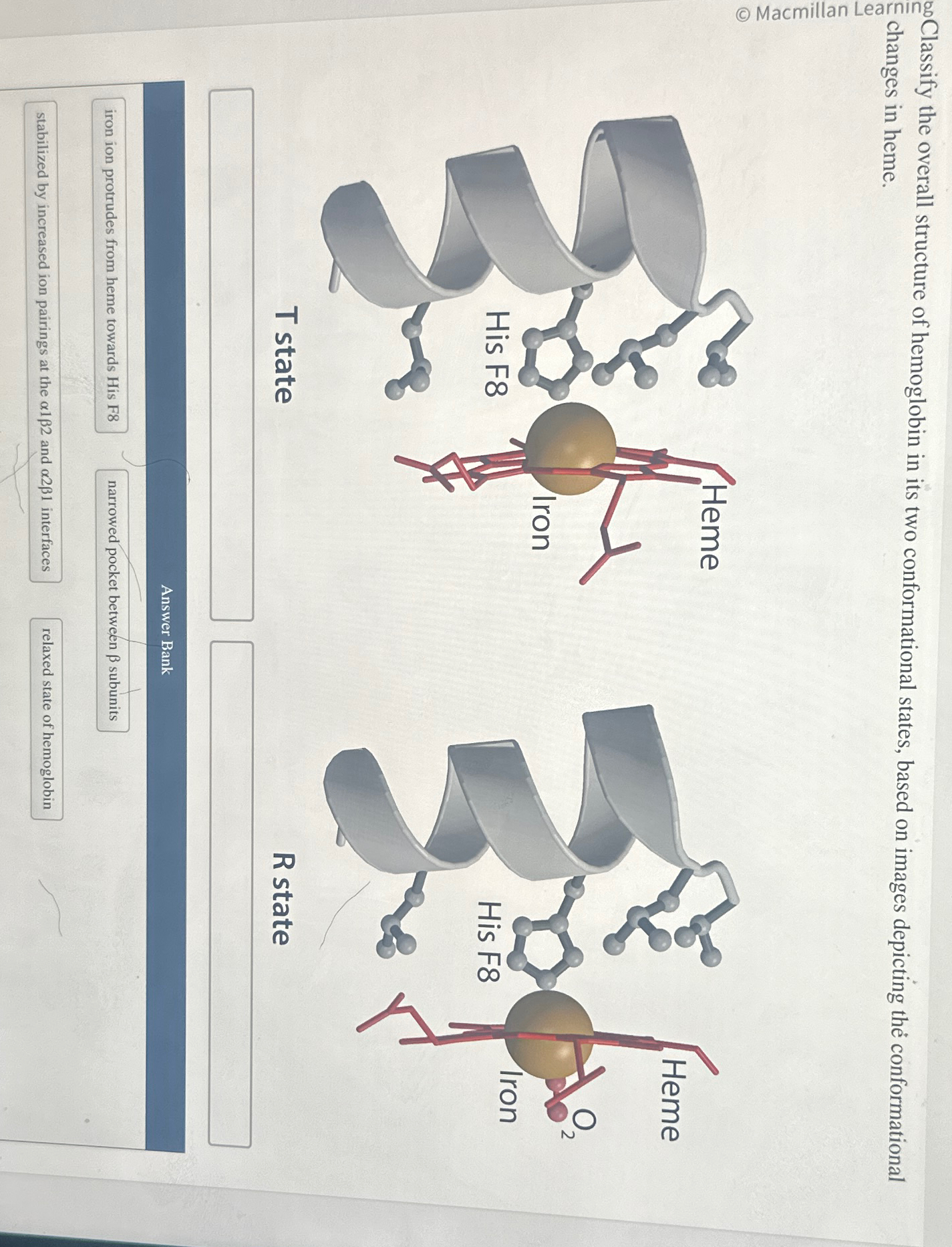 Solved an Classify the overall structure of hemoglobin in | Chegg.com