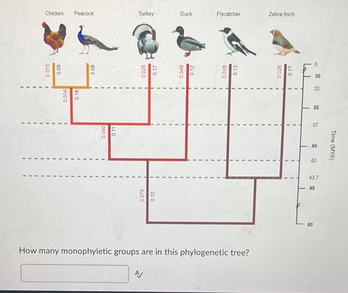 Solved How many monophyletic groups are in this phylogenetic | Chegg.com
