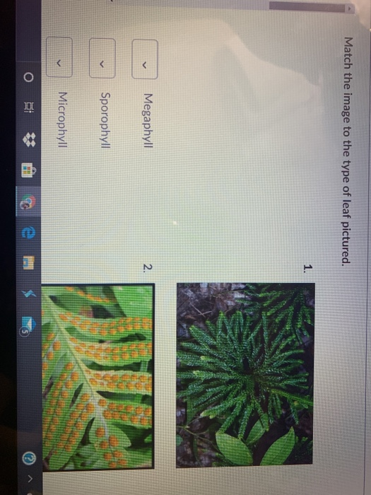 Solved Match the image to the type of leaf pictured. | Chegg.com