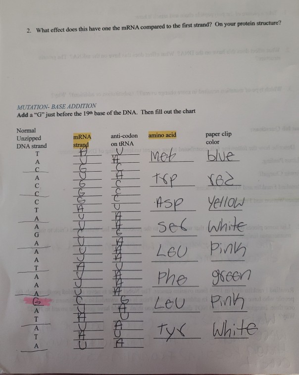 Solved Directions: Below you will find an unzipped DNA | Chegg.com