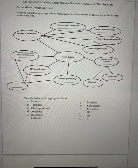 Solved Lab Quiz 10: Cell Division, Mitosis, Meiosis - | Chegg.com
