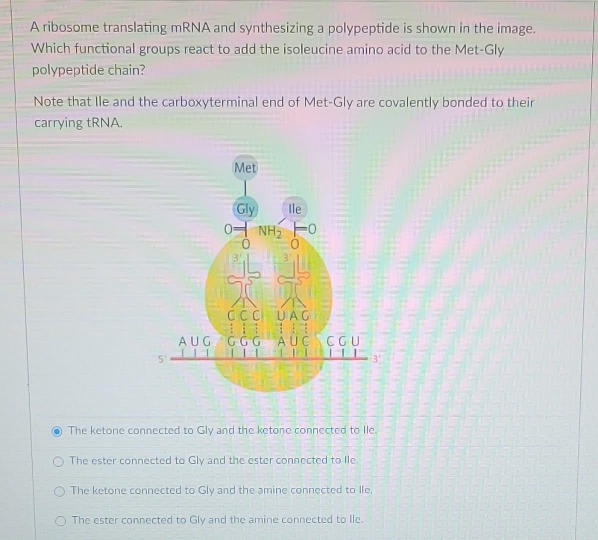 Solved A ribosome translating mRNA and synthesizing a | Chegg.com