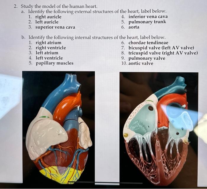 2. Study the model of the human heart. a. Identify | Chegg.com