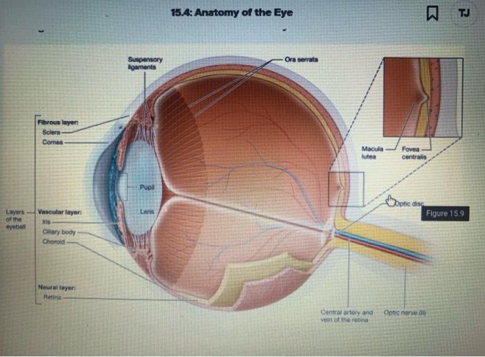 Solved 15.4: Anatomy of the Eye B TJ Ora serrata Suspensory | Chegg.com