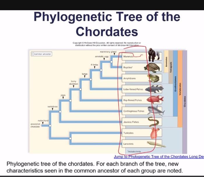 Solved Phylogenetic Tree of the Chordates Copyright | Chegg.com
