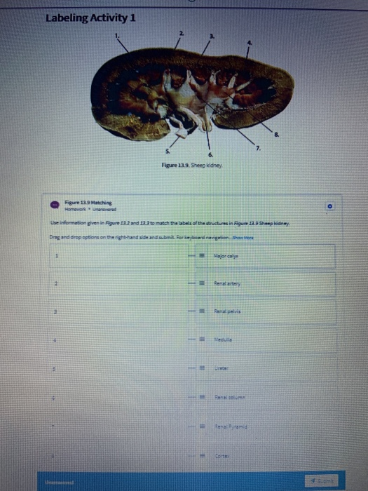 Solved Labeling Activity 1 Figure 13.9. Sheep kidney Figure | Chegg.com