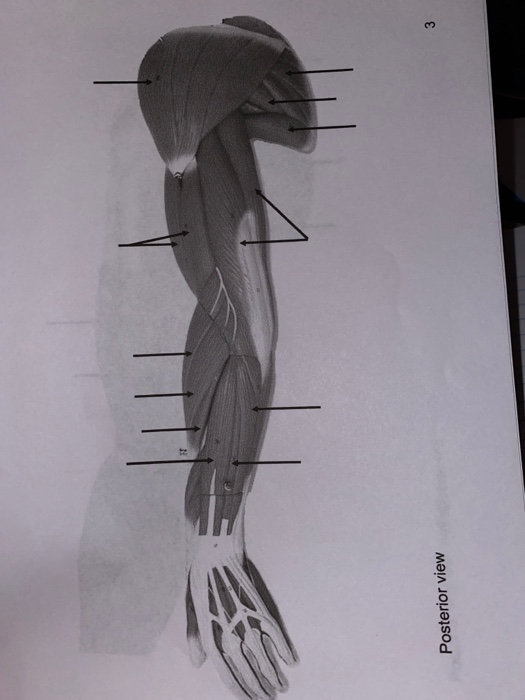 Solved structure Posterior forearm Posterior arm with | Chegg.com