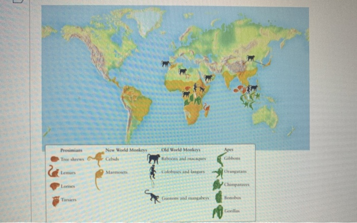 Solved Prosimian New World Monkeys Old World Monkey Apes | Chegg.com