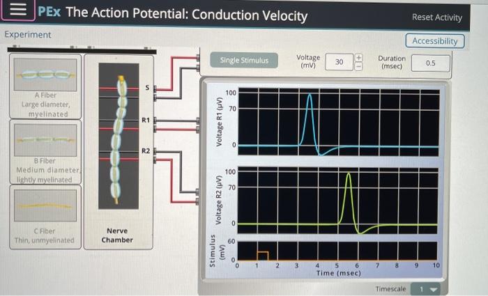 Solved PEx The Action Potential: Conduction Velocity Rese | Chegg.com