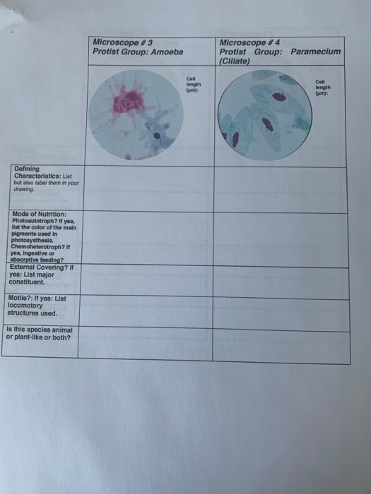 Solved General Bio 1 NYA Lab 4 - Protist diversity Summer | Chegg.com