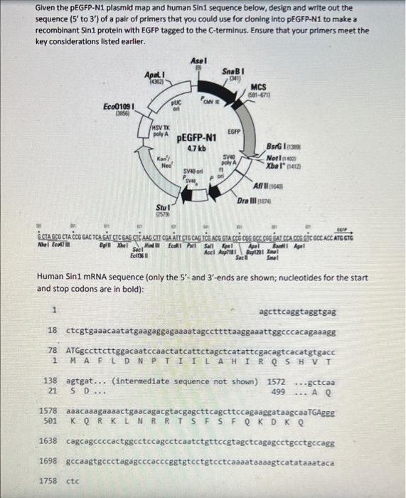 Solved Glven the pEGFP-N1 plasmid map and human Sin1 | Chegg.com