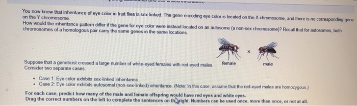 Solved You Now Know That Inheritance Of Eye Color In Fruit