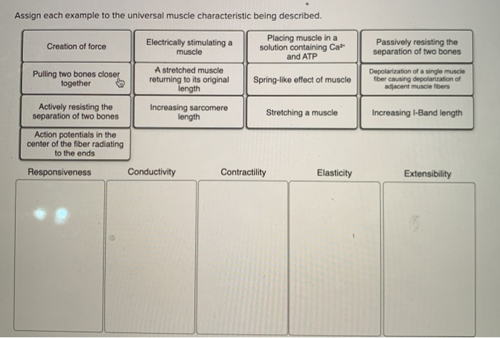 Assign Each Example to the Universal Muscle Characteristic Being Described Assign Each Example to the Universal Muscle Characteristic Being Described