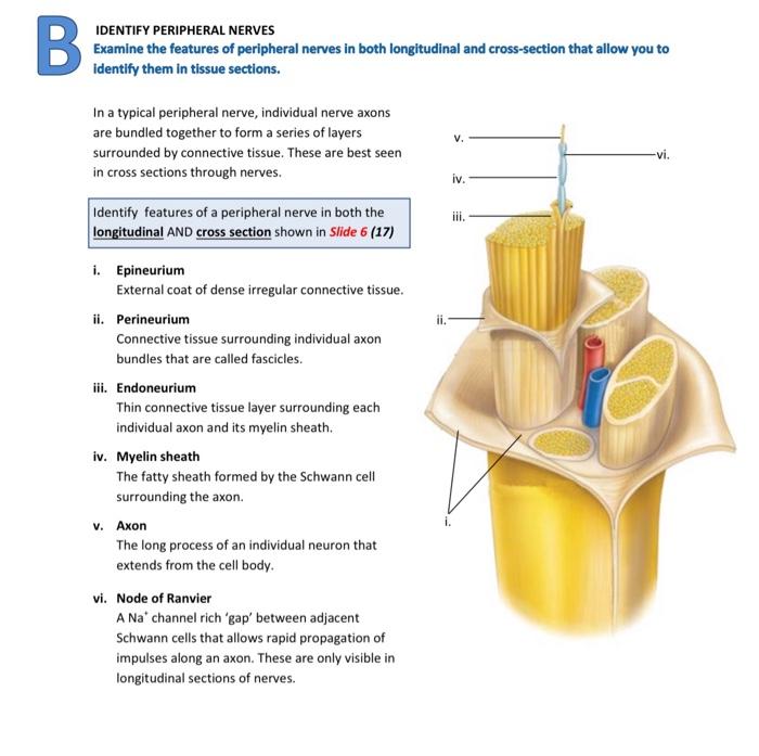 Solved B IDENTIFY PERIPHERAL NERVES Examine the features of | Chegg.com