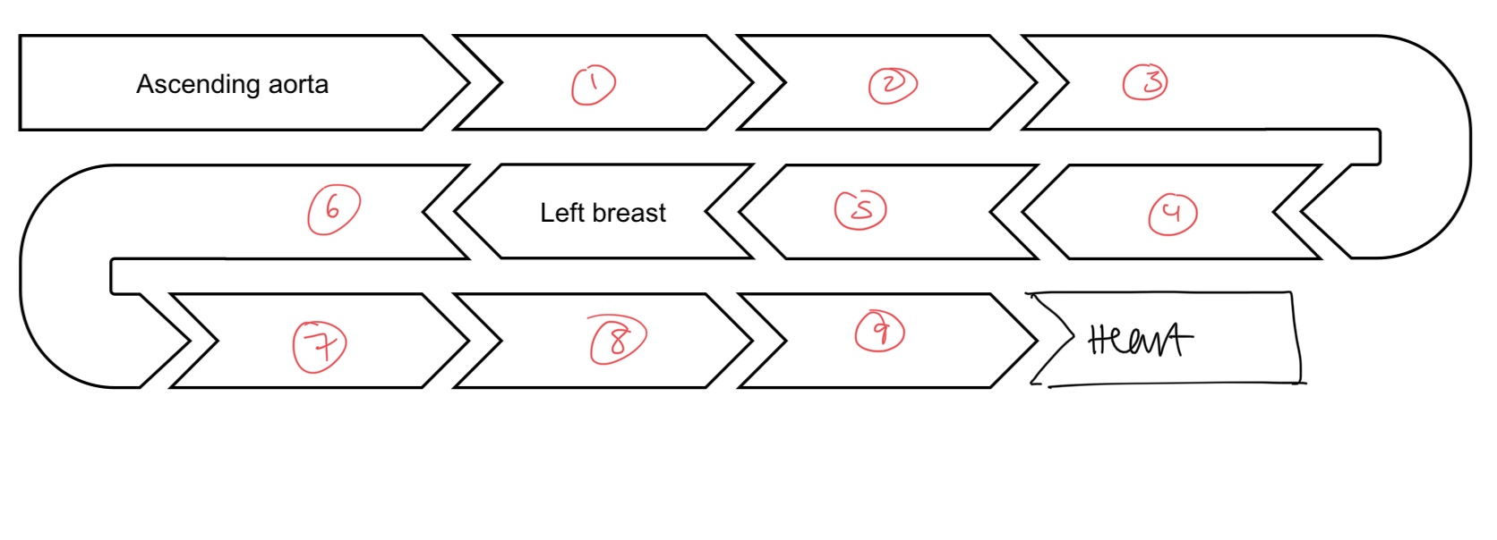 Solved Trace the pathway of blood from the heart starting at | Chegg.com