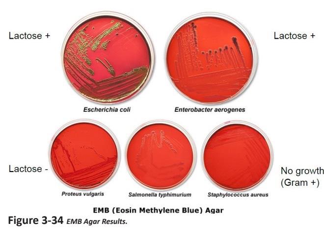 Solved Look at the E. coli results image provided in the lab | Chegg.com