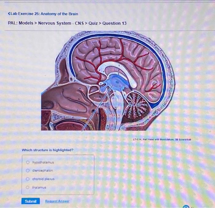 Solved Nervous System: CNS > Quiz > Question 19 Which | Chegg.com