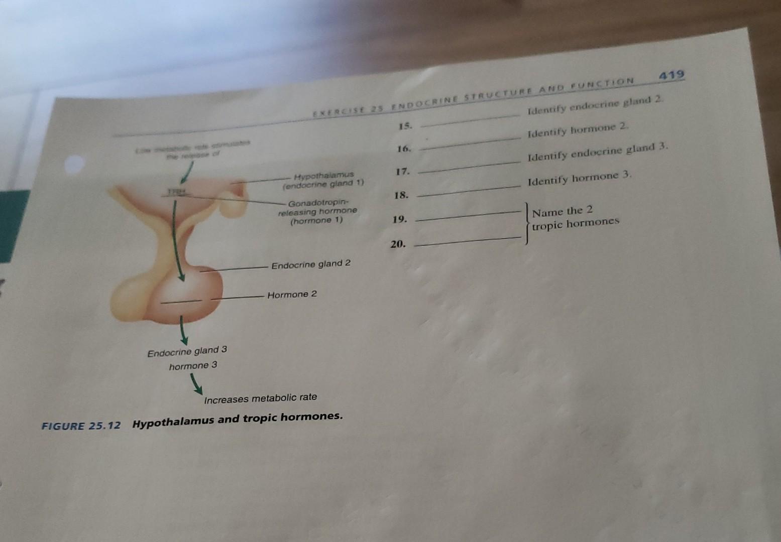 Solved ExtRCISE 25 ENDOCRINE STRUCTURE Ideneify endocrine | Chegg.com