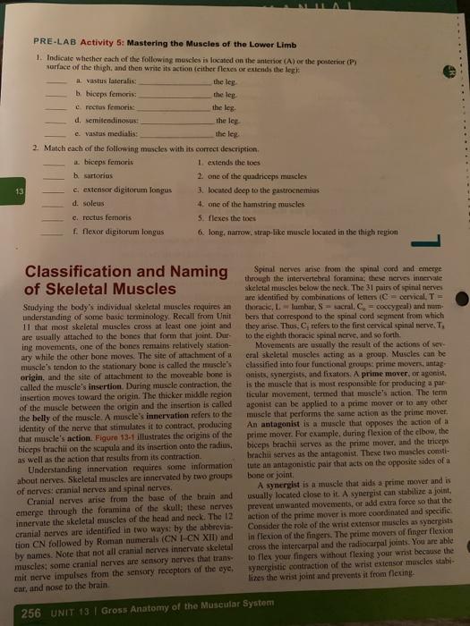 Solved PRE-LAB Activity 2: Mastering the Muscles of the Head | Chegg.com