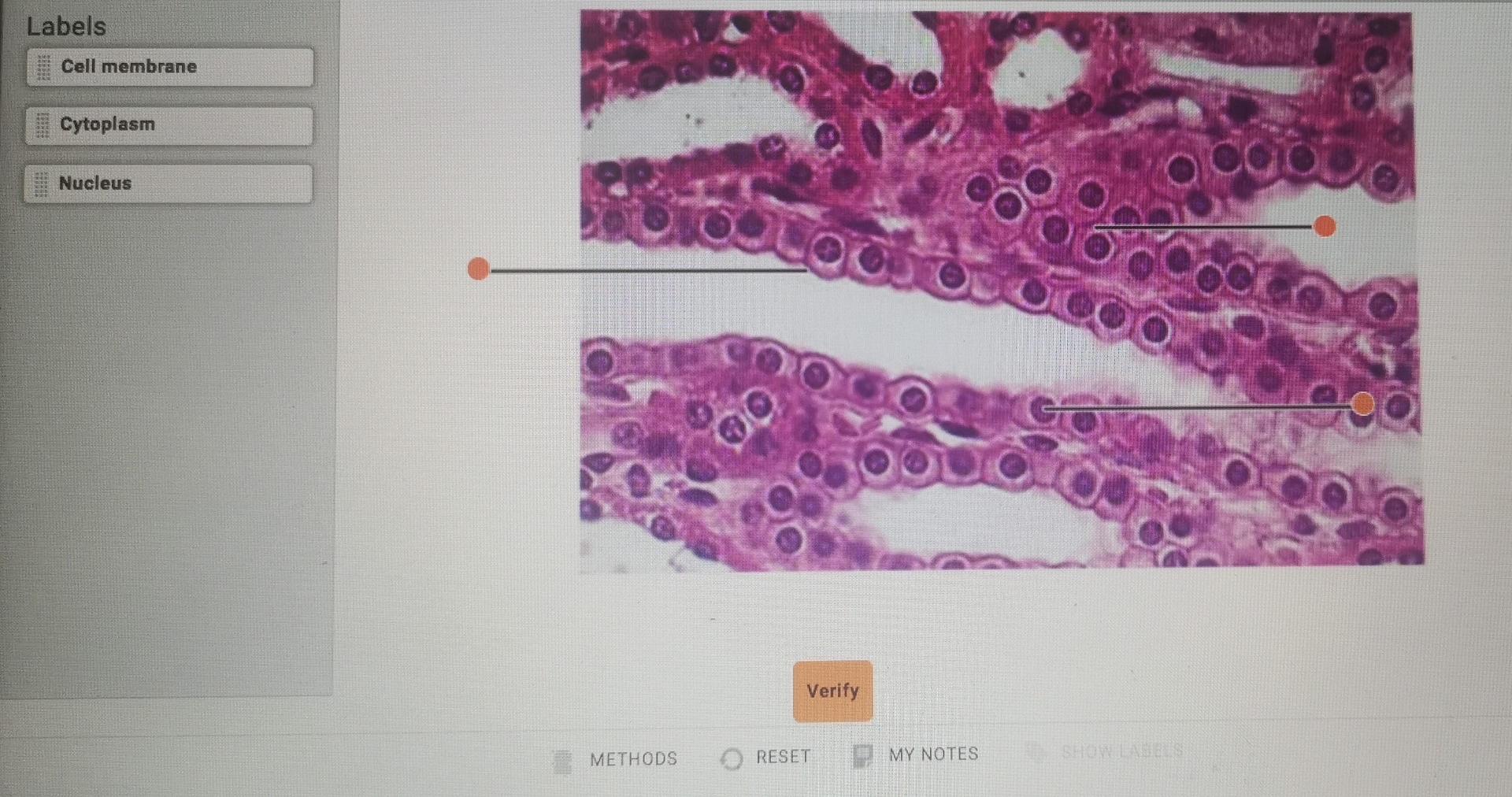 Solved Labels Cell membrane Cytoplasm co Nucleus Verify | Chegg.com