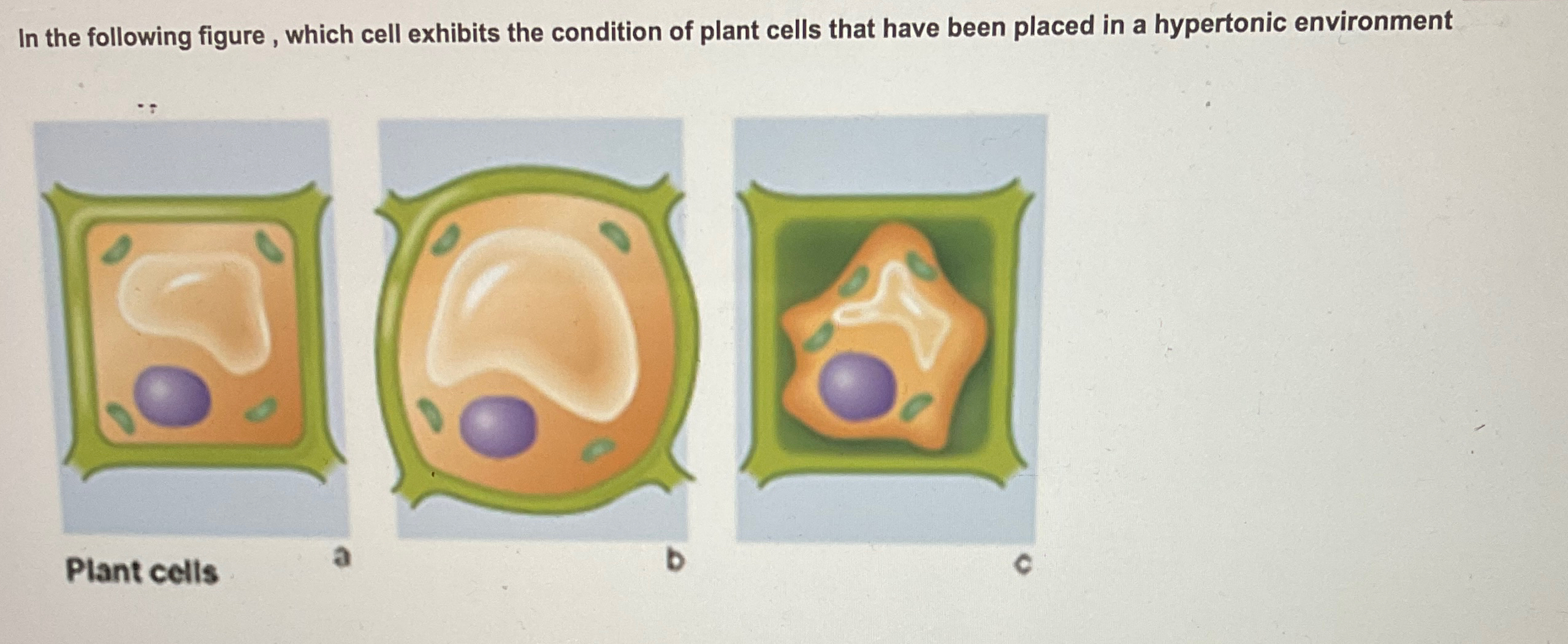 Solved In the following figure, which cell exhibits the | Chegg.com