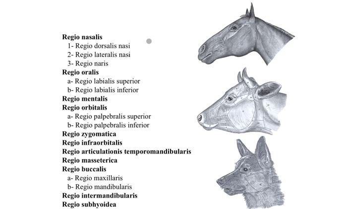 Solved Regio nasalis 1- Regio dorsalis nasi 2- Regio | Chegg.com