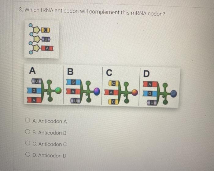 Solved 3. Which tRNA anticodon will complement this mRNA | Chegg.com