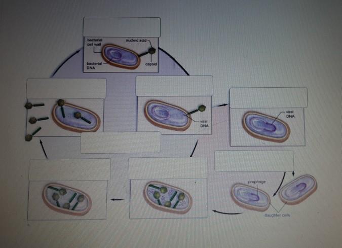 Solved Determine which cycle depicts the lytic cycle and | Chegg.com