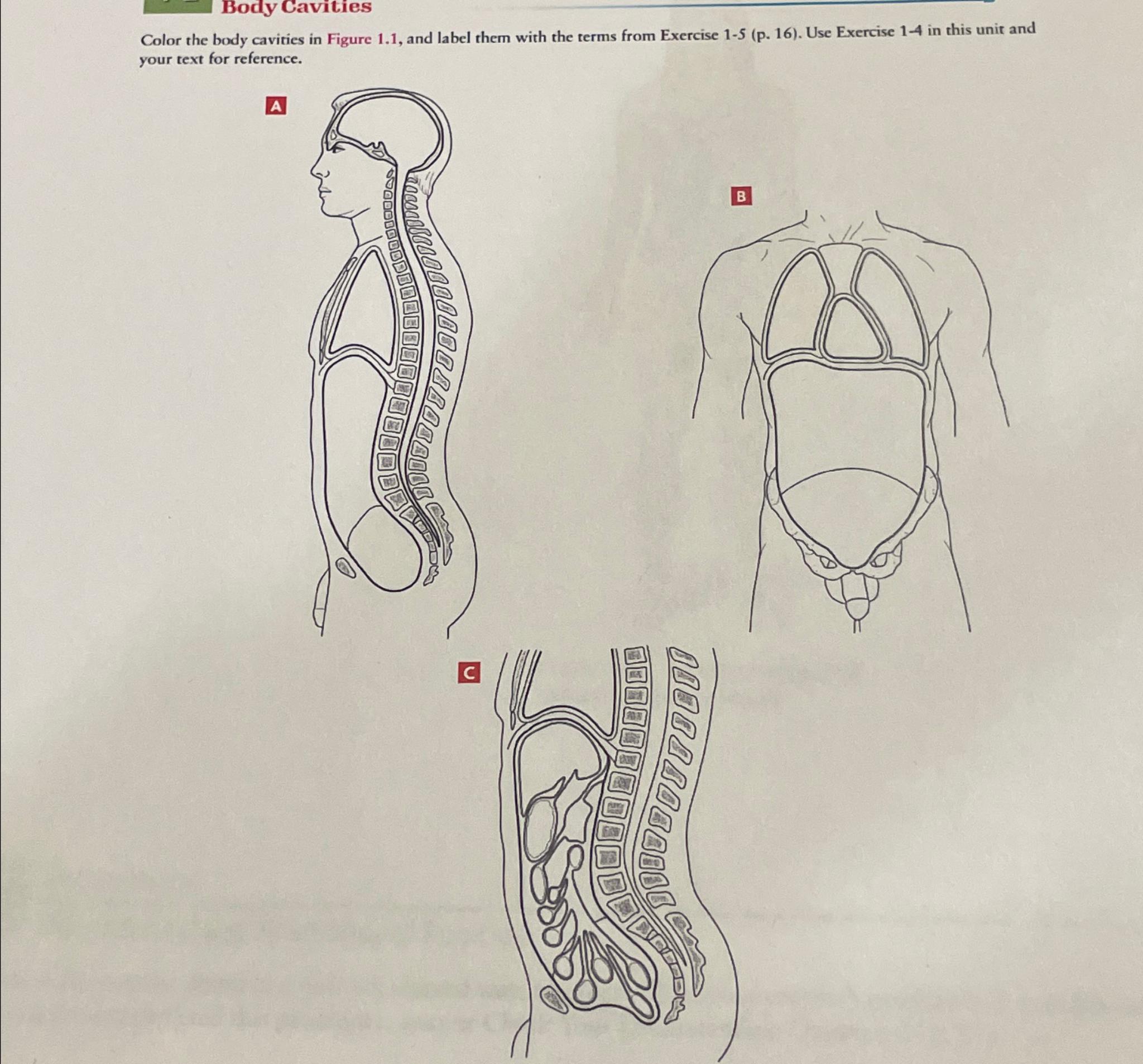 Solved Body CavitiesColor the body cavities in Figure 1.1, | Chegg.com
