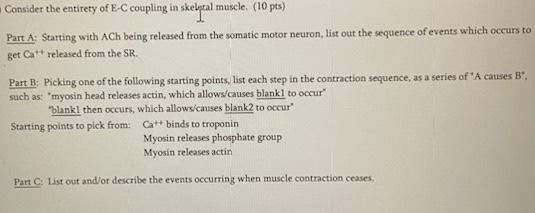 Solved Consider the entirety of E-C coupling in skeleral | Chegg.com