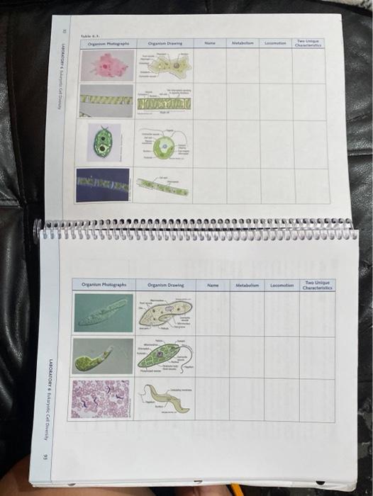 Solved VE One Orarium Photographe Name Two Unique Oro Metabo | Chegg.com