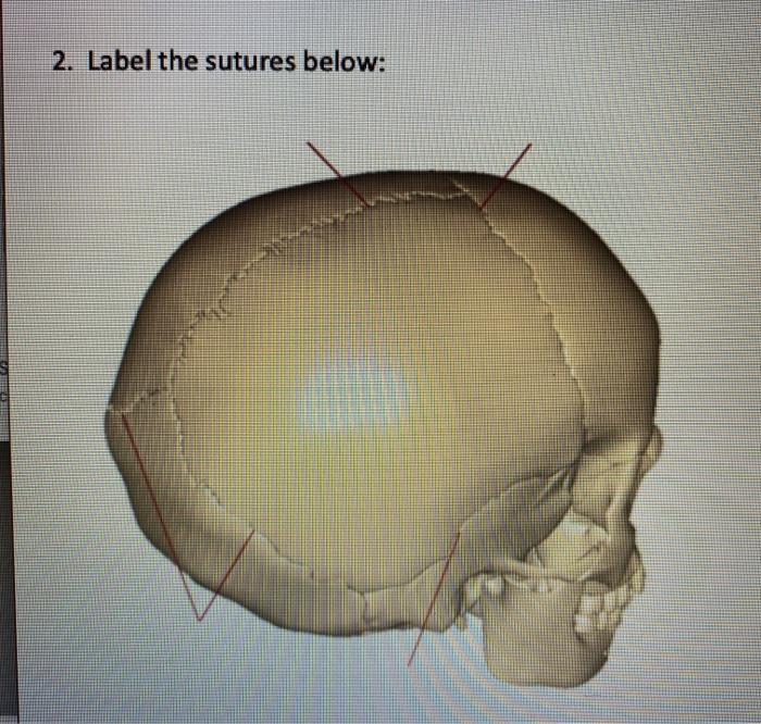 Solved 2. Label the sutures below: ། | Chegg.com