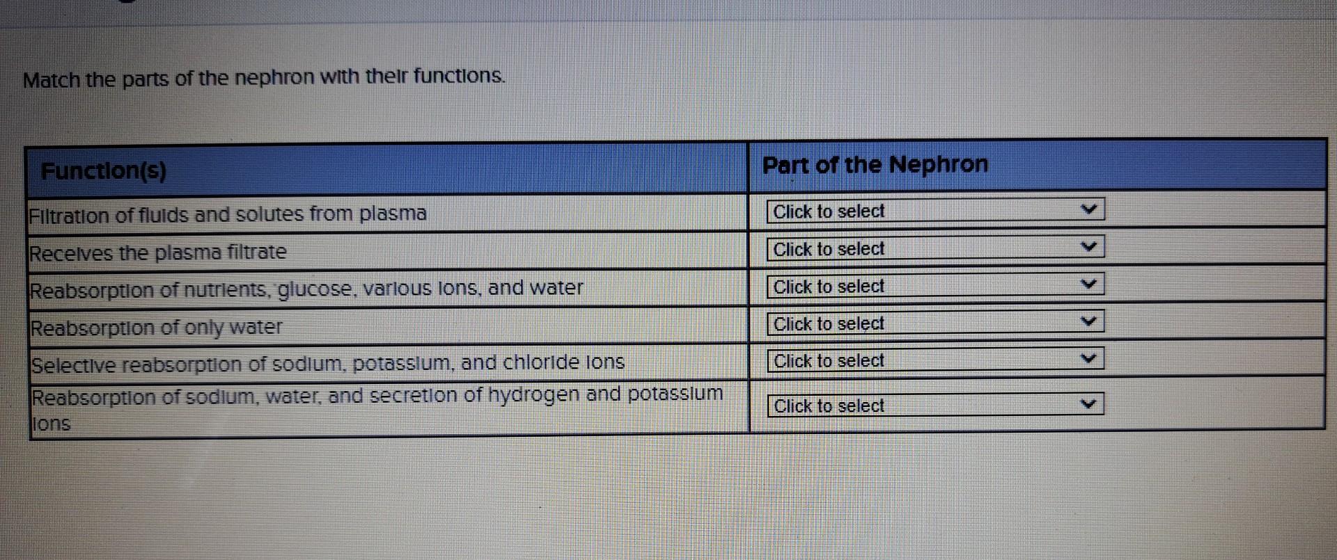 Solved Match the parts of the nephron with their functions. | Chegg.com