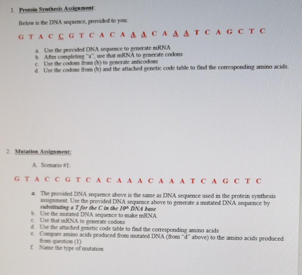 Solved 1. Protein Synthesis Assignment: Below is the DNA | Chegg.com