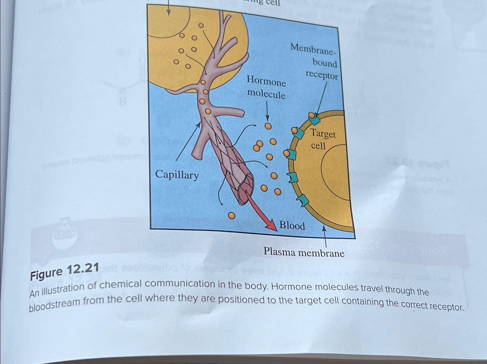 Solved Figure 12.21 ﻿represents chemical communication | Chegg.com