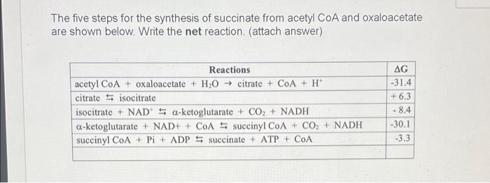 Solved The five steps for the synthesis of succinate from | Chegg.com