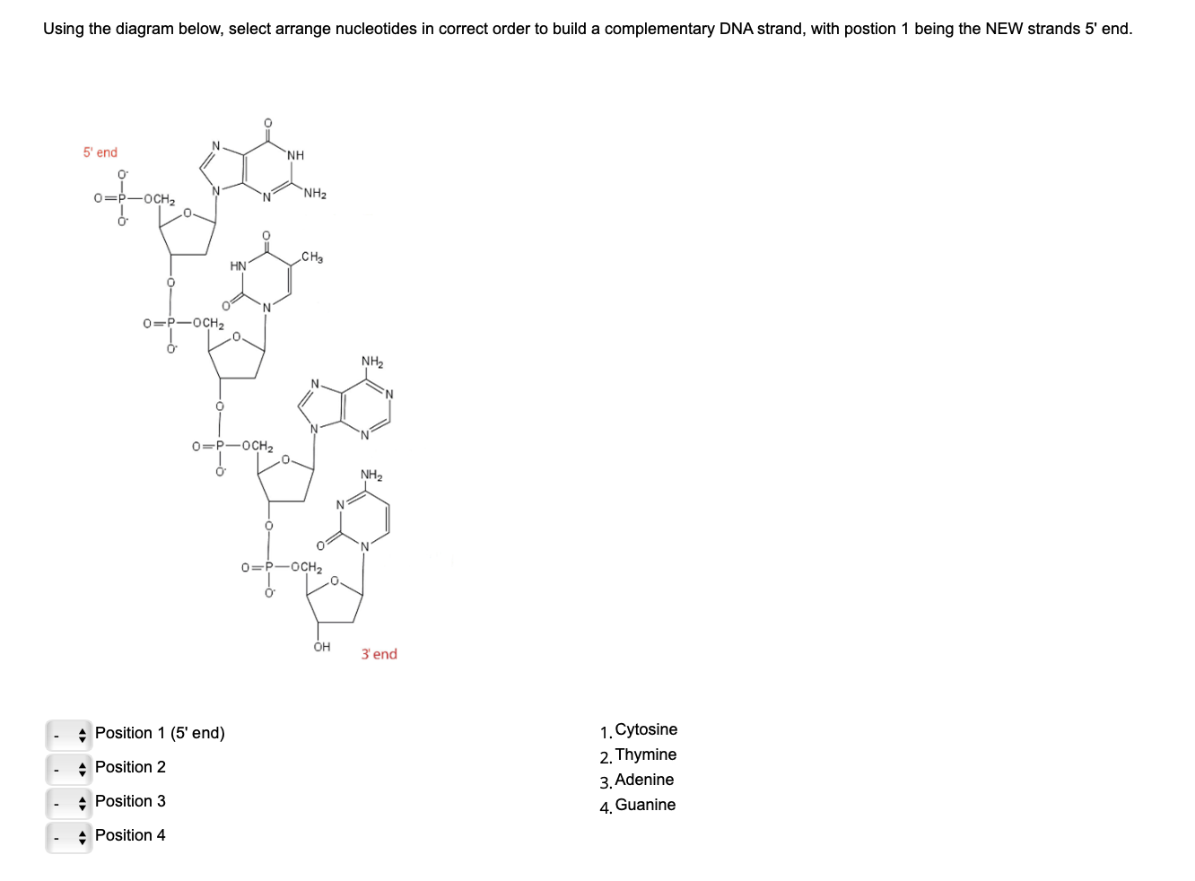 Solved Using the diagram below, select arrange nucleotides | Chegg.com