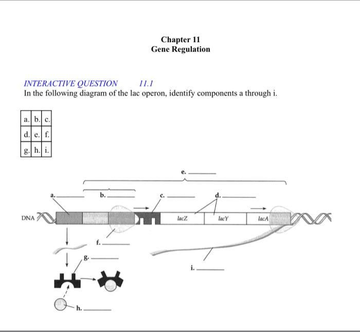 Solved INTERACTIVE QUESTION 11.1 In the following diagram of | Chegg.com