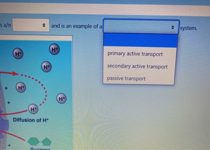 Solved In this figure the sucrose-H+ cotransporter is a/n | Chegg.com