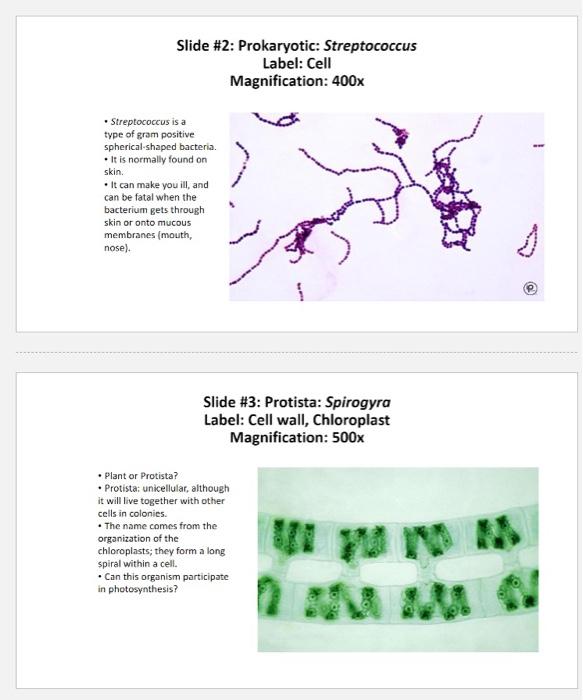 Solved Slide #10: Plantae: Elodea leaf Label: Cell Wall, | Chegg.com