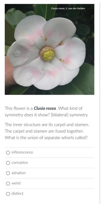 Solved This flower is a Clusia rosea. What kind of symmetry | Chegg.com