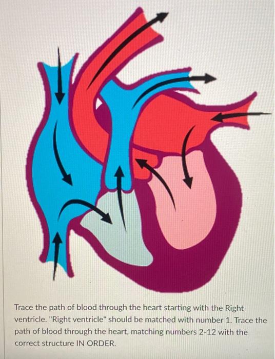 Solved Trace the path of blood through the heart starting | Chegg.com