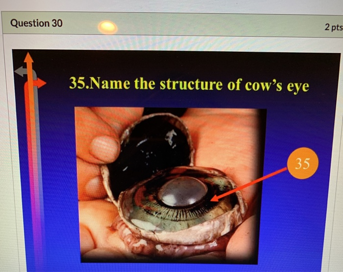 Solved Question 30 2 pts 35.Name the structure of cow's eye | Chegg.com