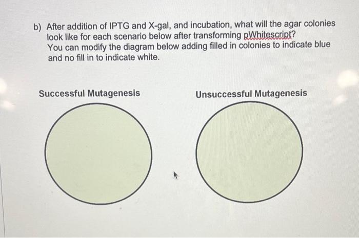 Solved b) After addition of IPTG and X-gal, and incubation, | Chegg.com