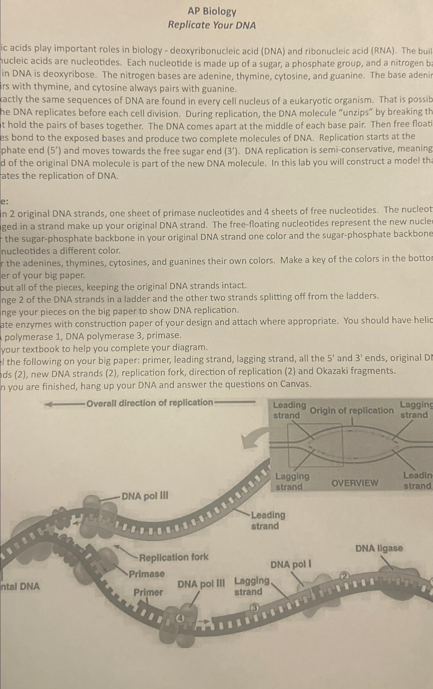 Solved AP BiologyReplicate Your DNAic acids play important | Chegg.com